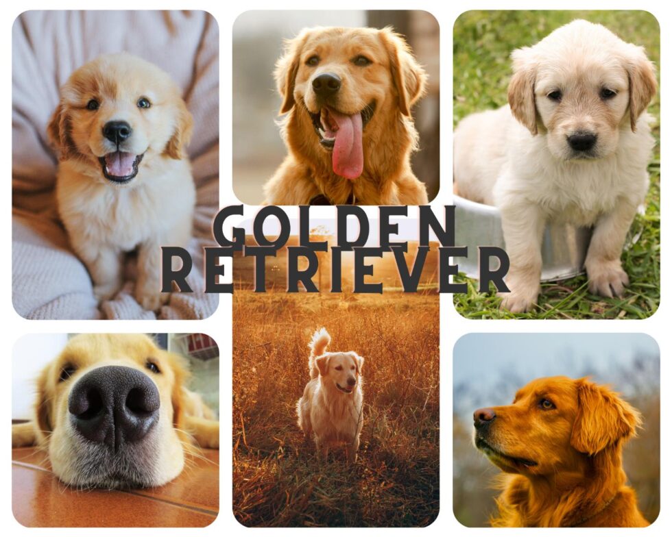 Golden retriever : un chien affectueux et intelligent