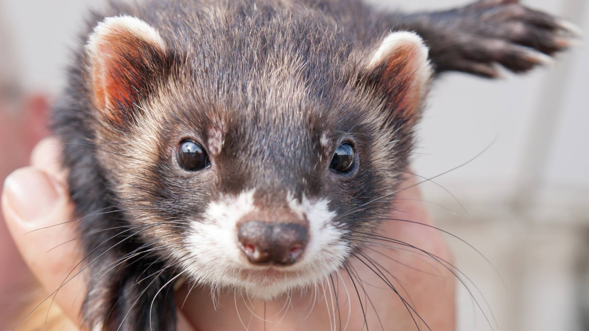 Pourquoi choisir un furet comme compagnon? - ileauxserpents